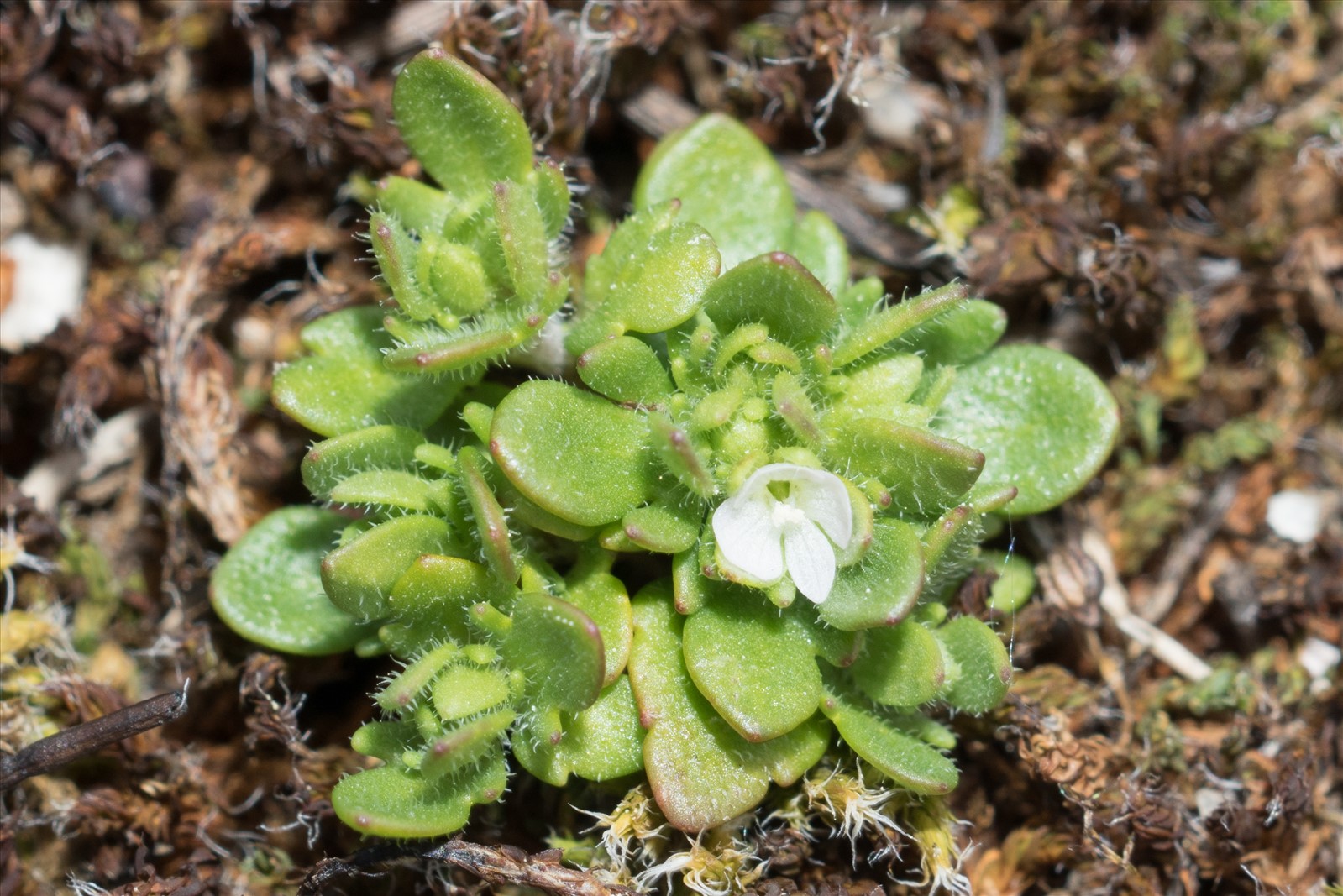 Veronica verna subsp. brevistyla (Moris) Rouy - Préservons la Nature