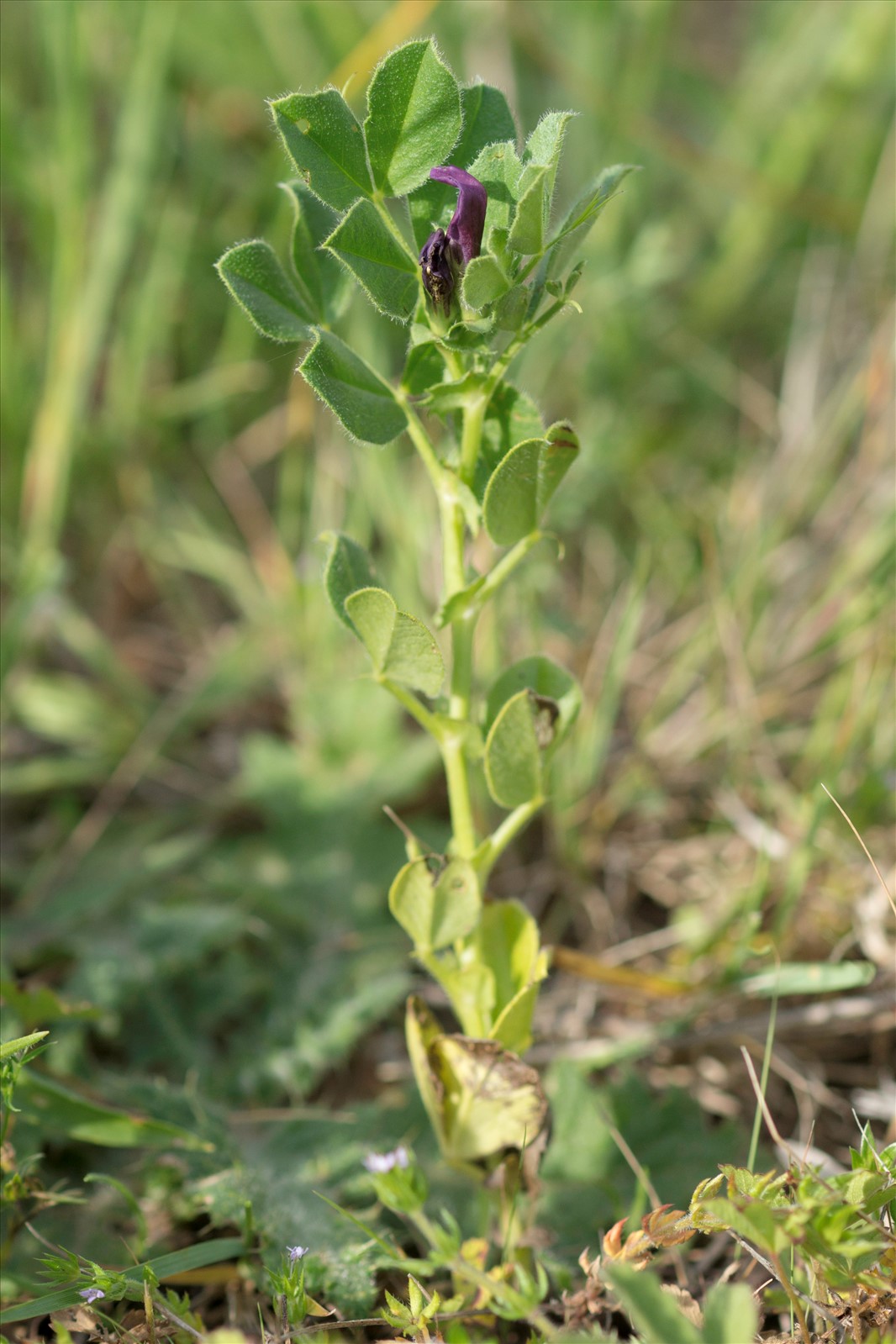 Vicia narbonensis L. - FLORAPHILE 45