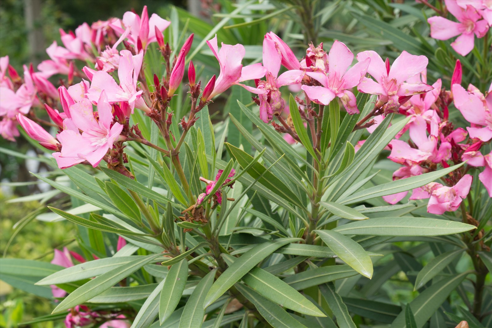 Nerium oleander L. - Préservons la Nature