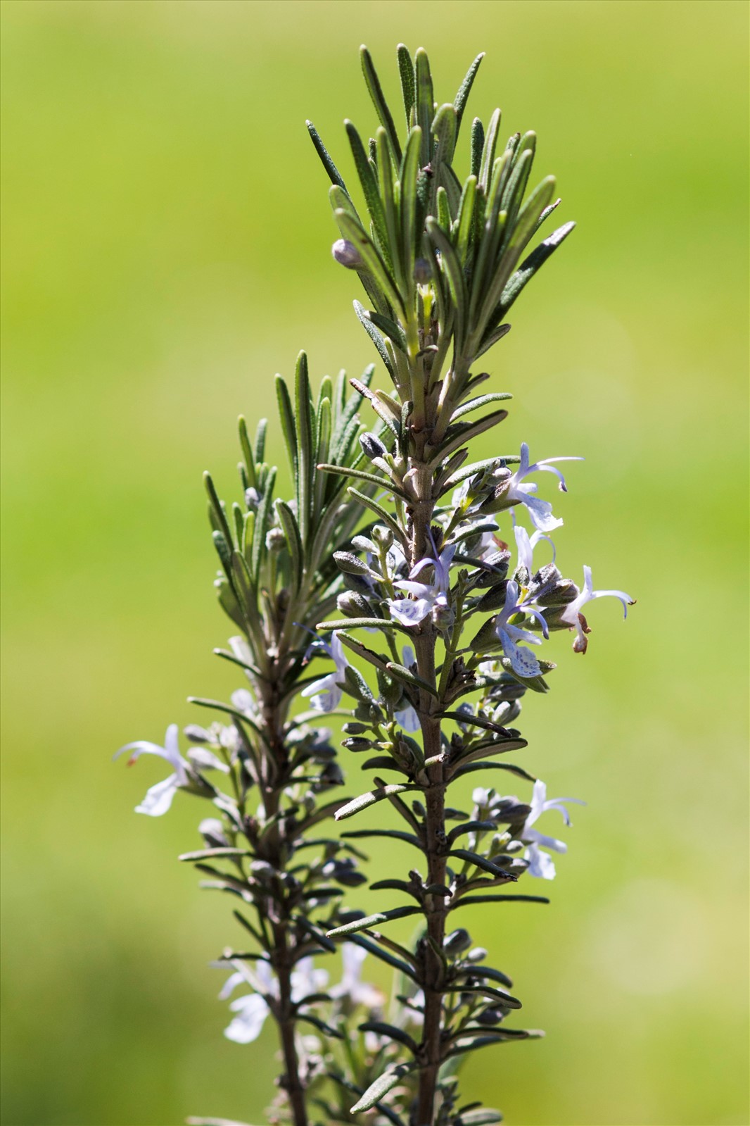 Rosmarinus officinalis L. - Préservons la Nature