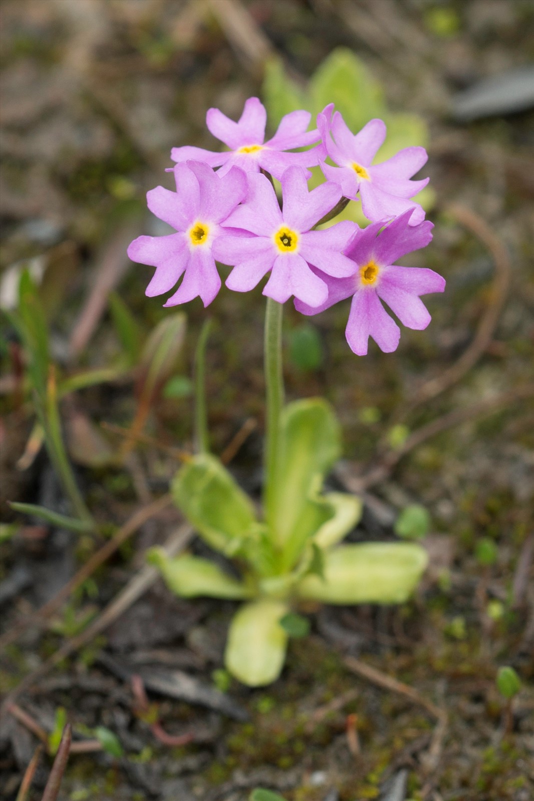 Primula farinosa L.