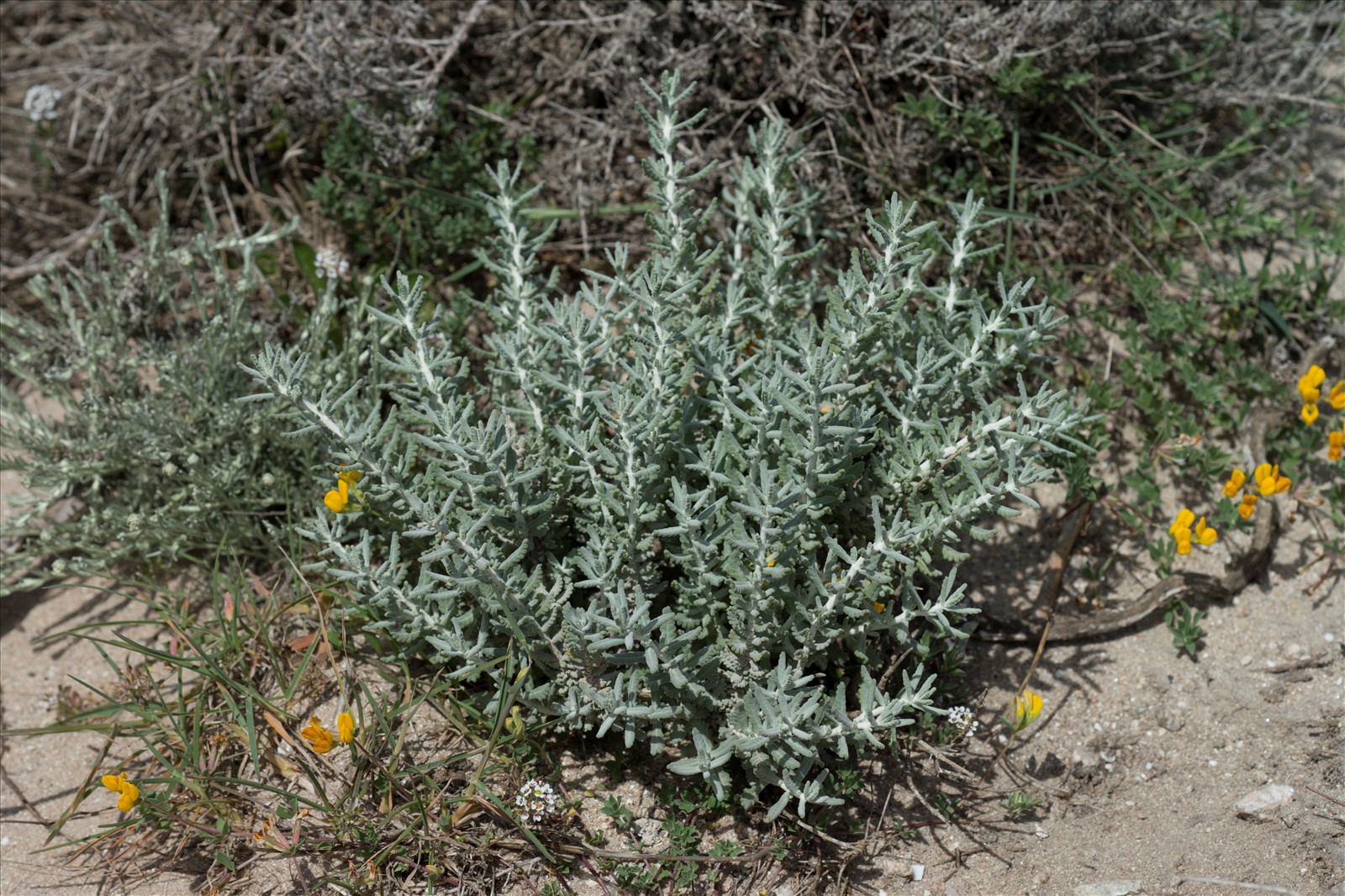 Teucrium capitatum L. subsp. capitatum - Préservons la Nature
