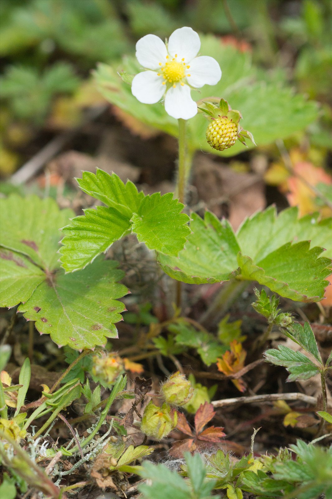 Fragaria vesca L.
