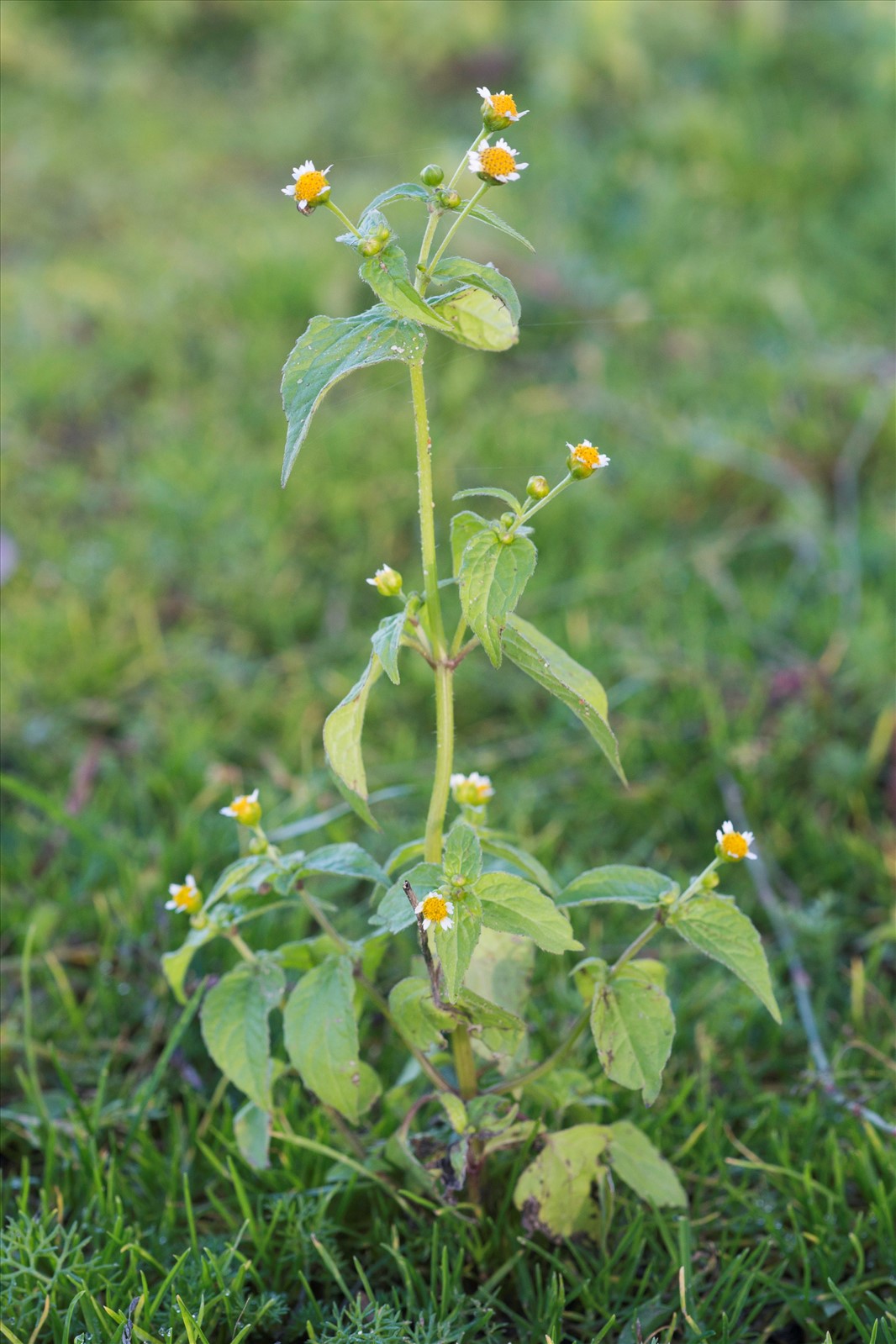 Galinsoga parviflora Cav.