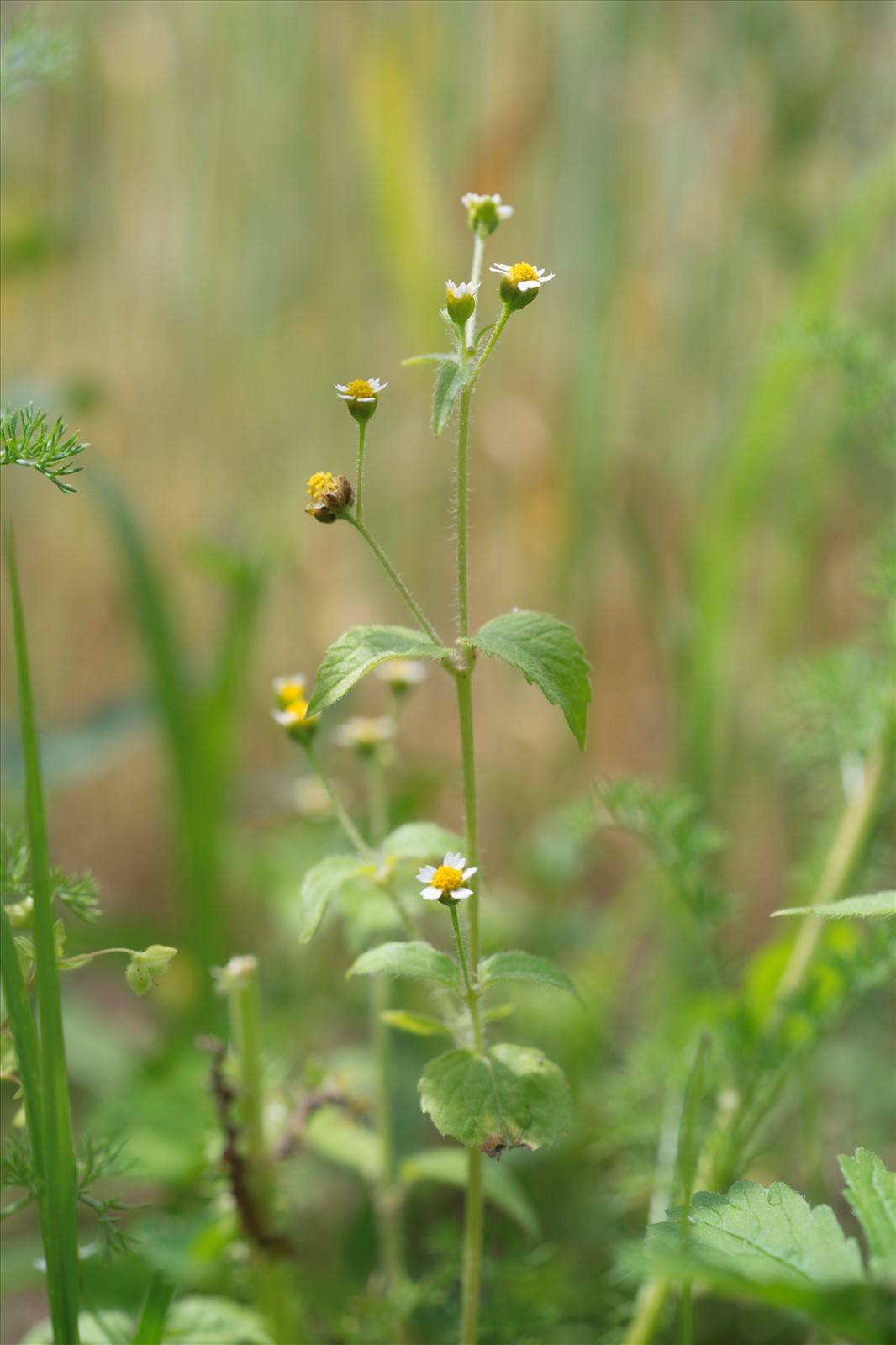 Galinsoga quadriradiata Ruiz & Pav.