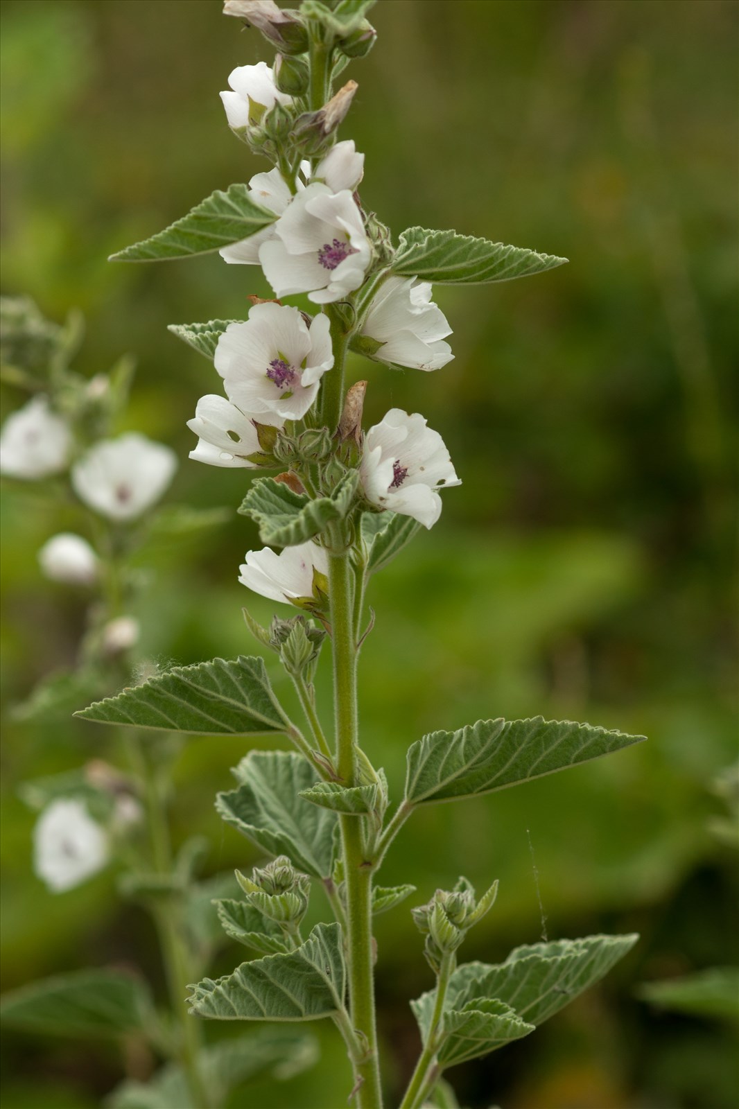 Althaea officinalis L.