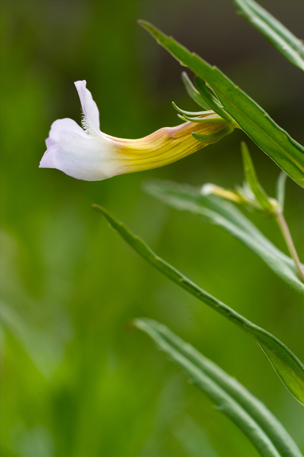 Gratiola officinalis L.