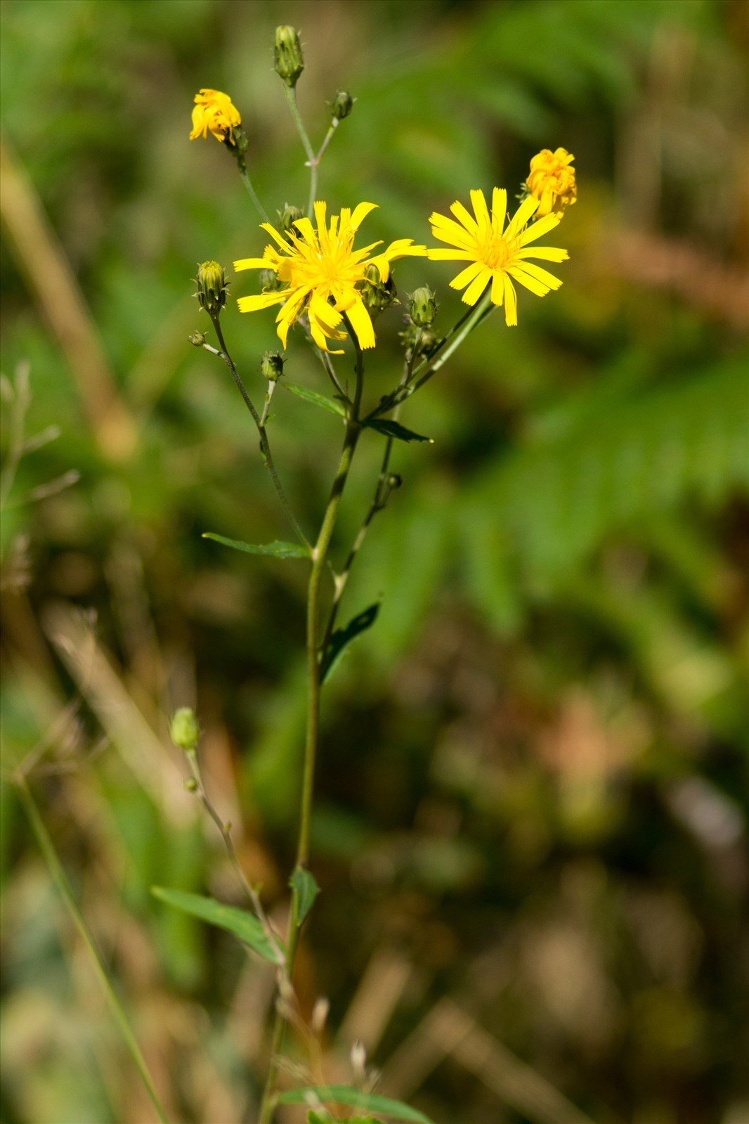 Hieracium umbellatum L.