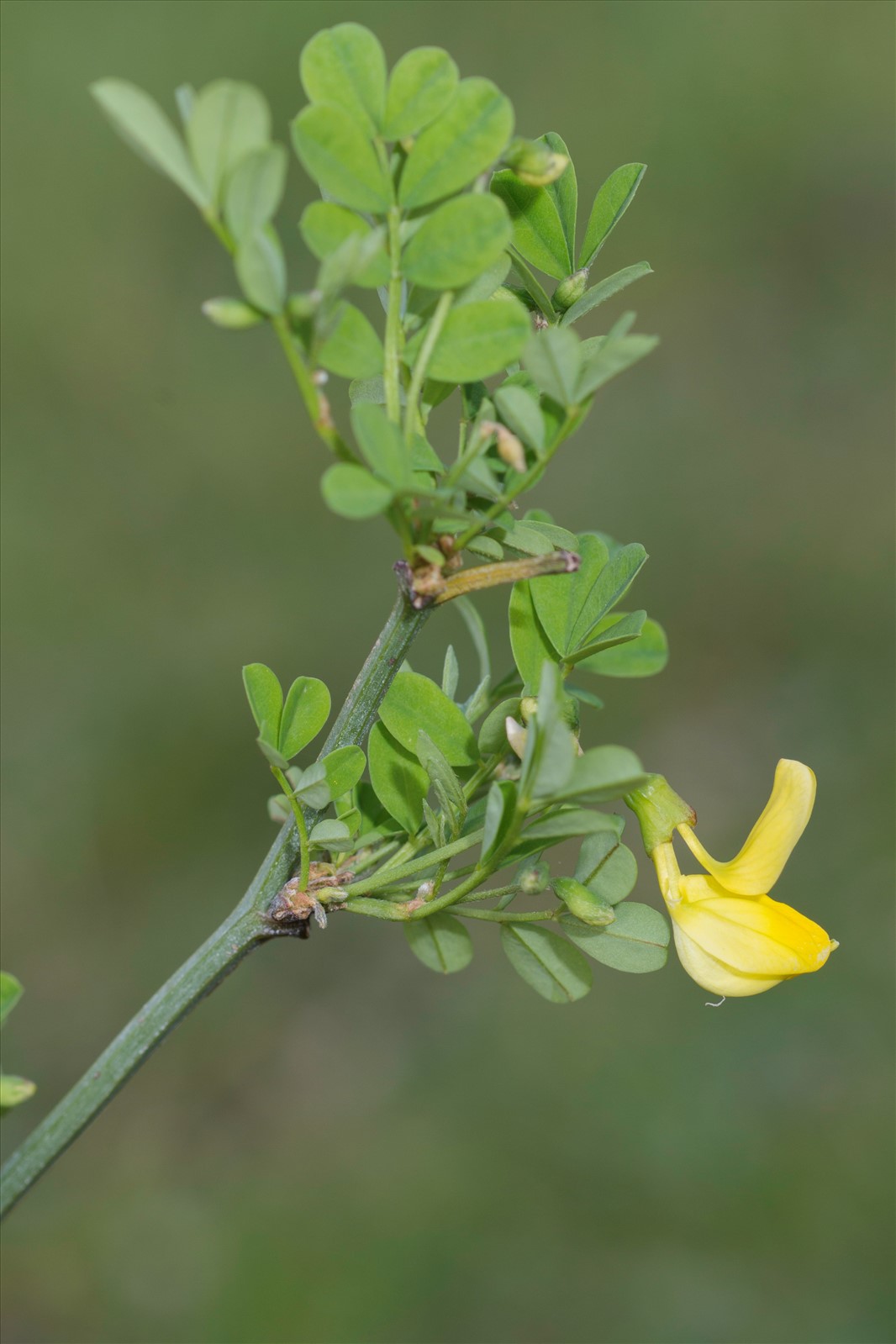 Hippocrepis emerus (L.) Lassen subsp. emerus