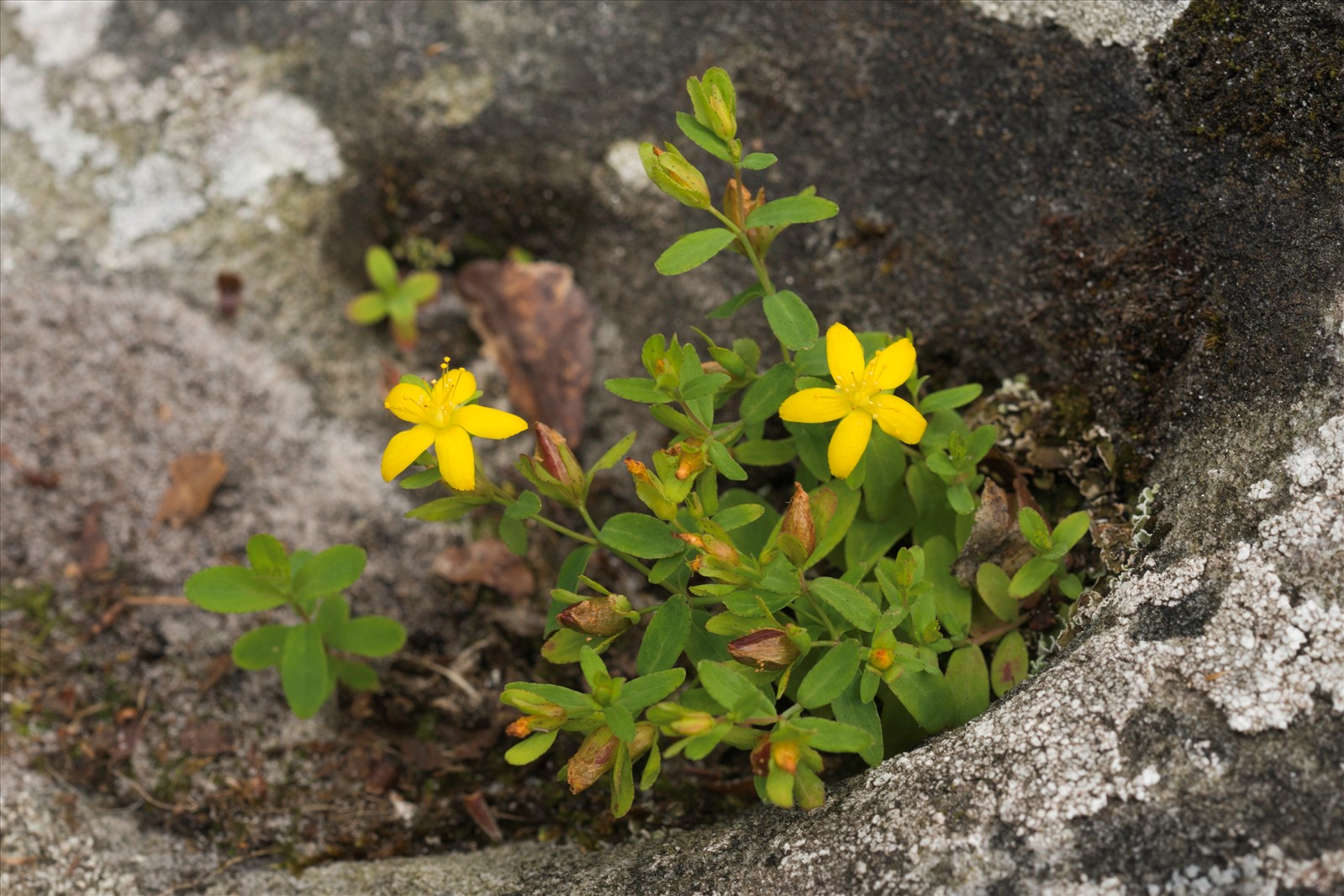 Hypericum humifusum L.
