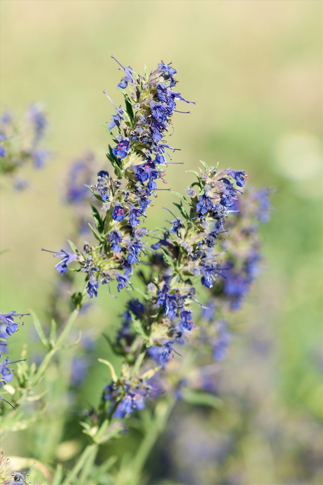 Hyssopus officinalis L. subsp. officinalis