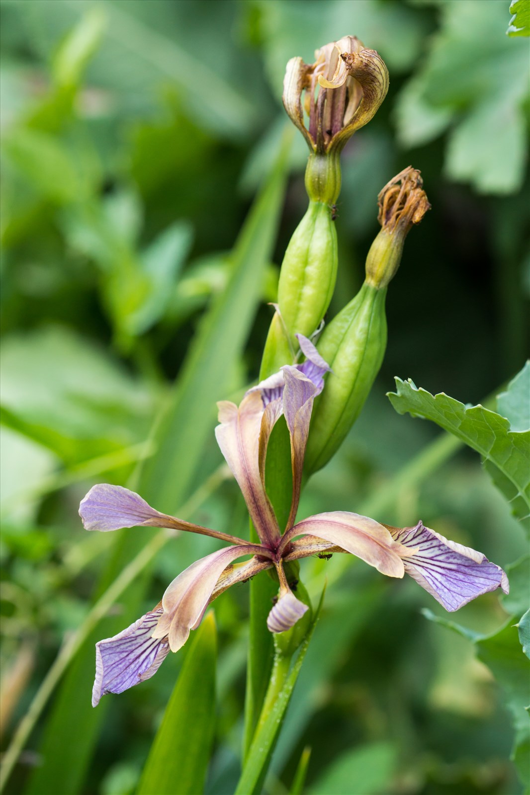 Iris foetidissima L.