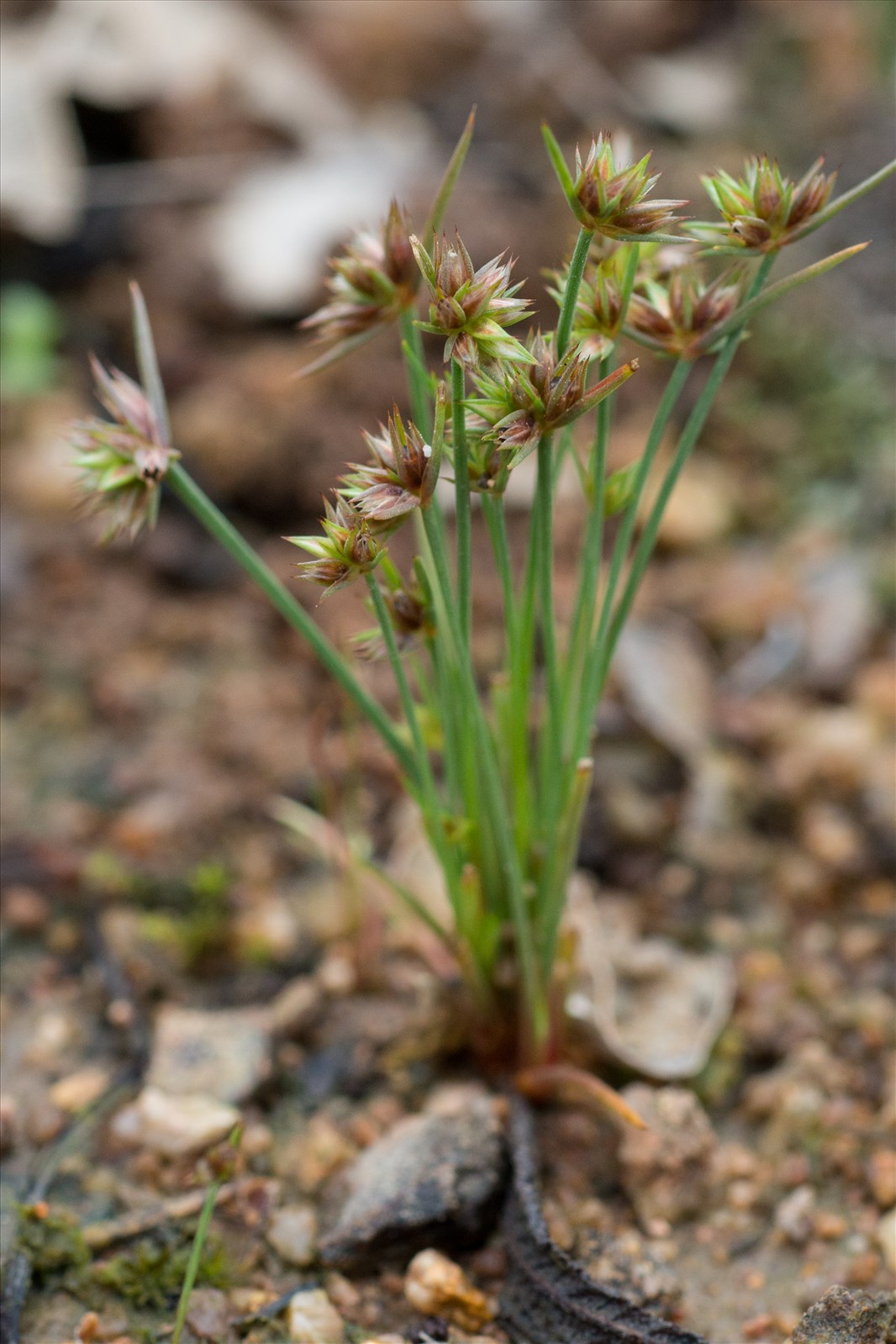 Juncus capitatus Weigel - Préservons la Nature