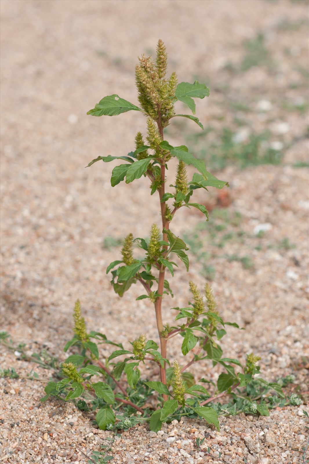 Amaranthus Retroflexus