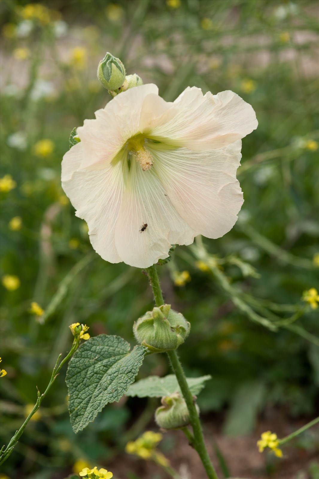 Alcea rosea L.