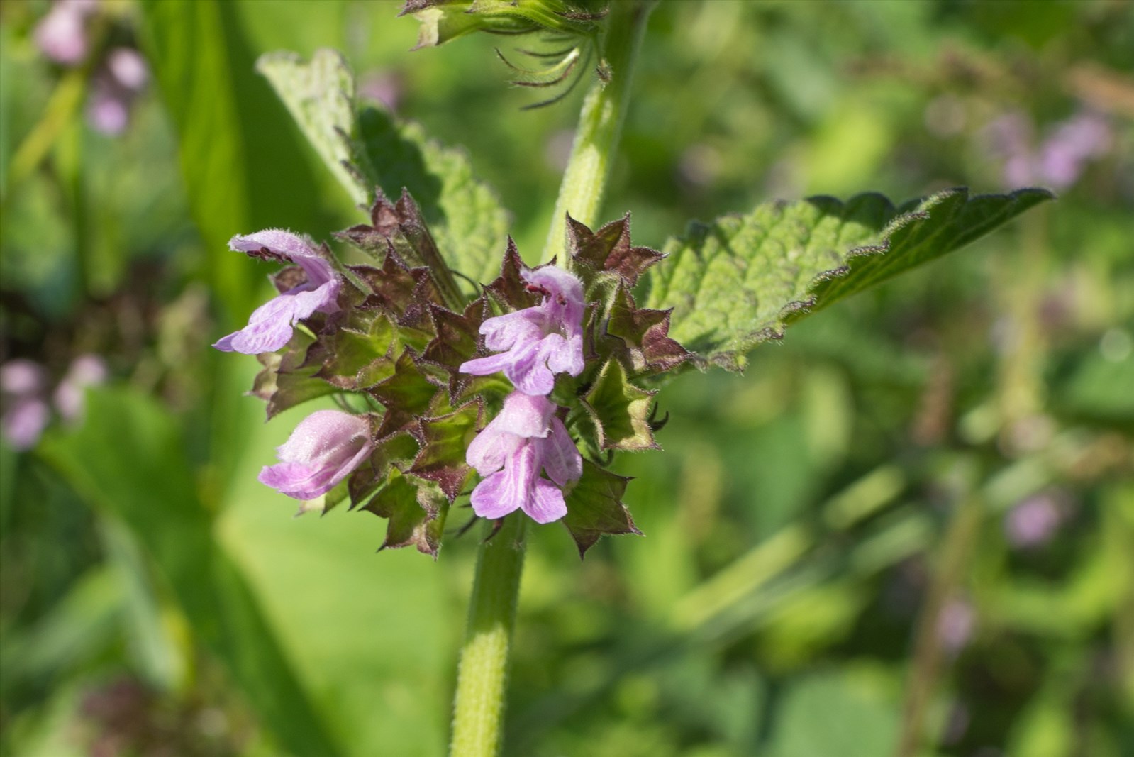Ballota nigra subsp. foetida (Vis.) Hayek