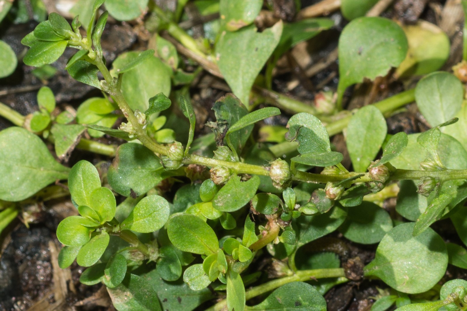 Lythrum portula (L.) D.A.Webb