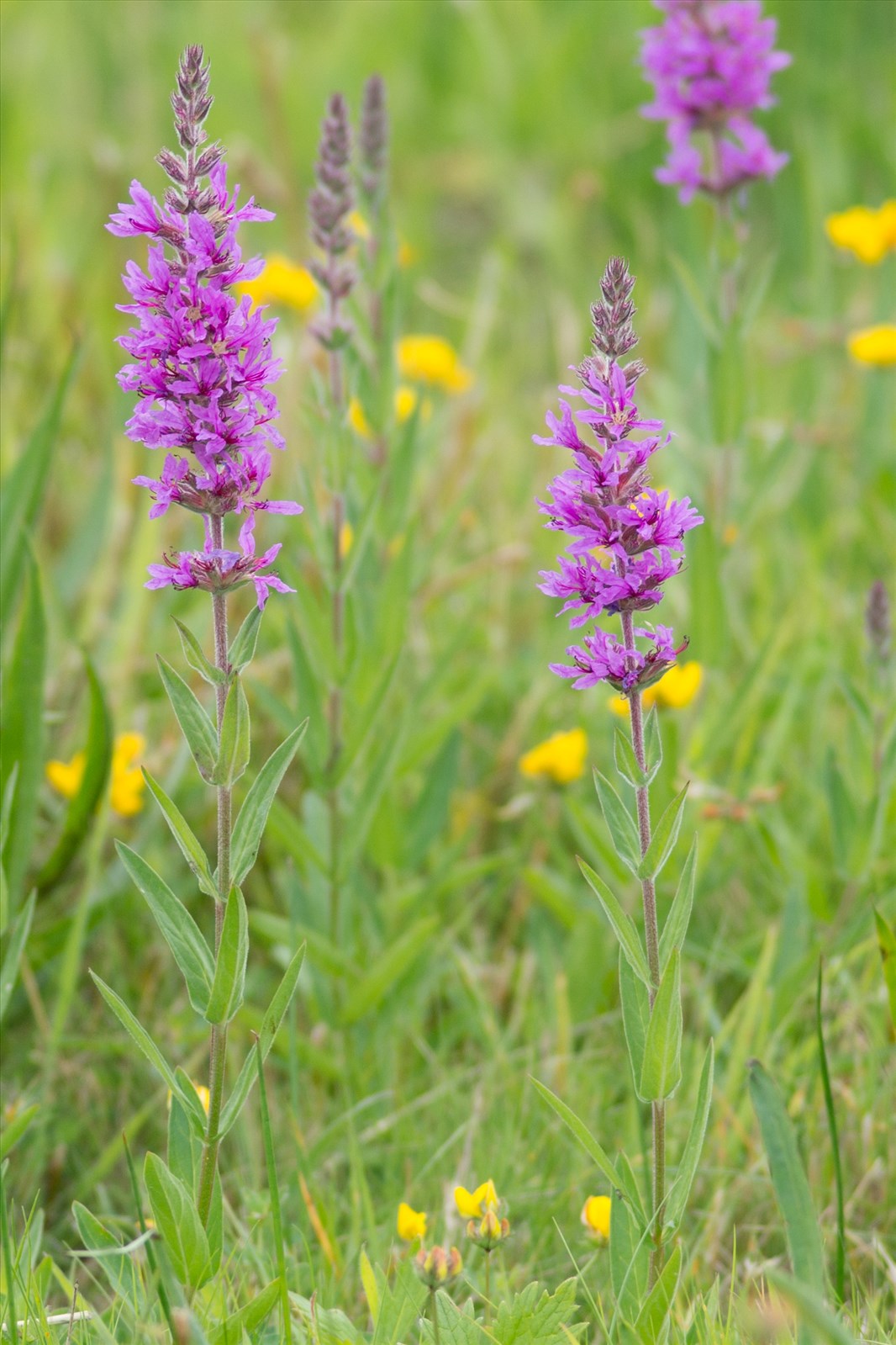 Lythrum salicaria L.
