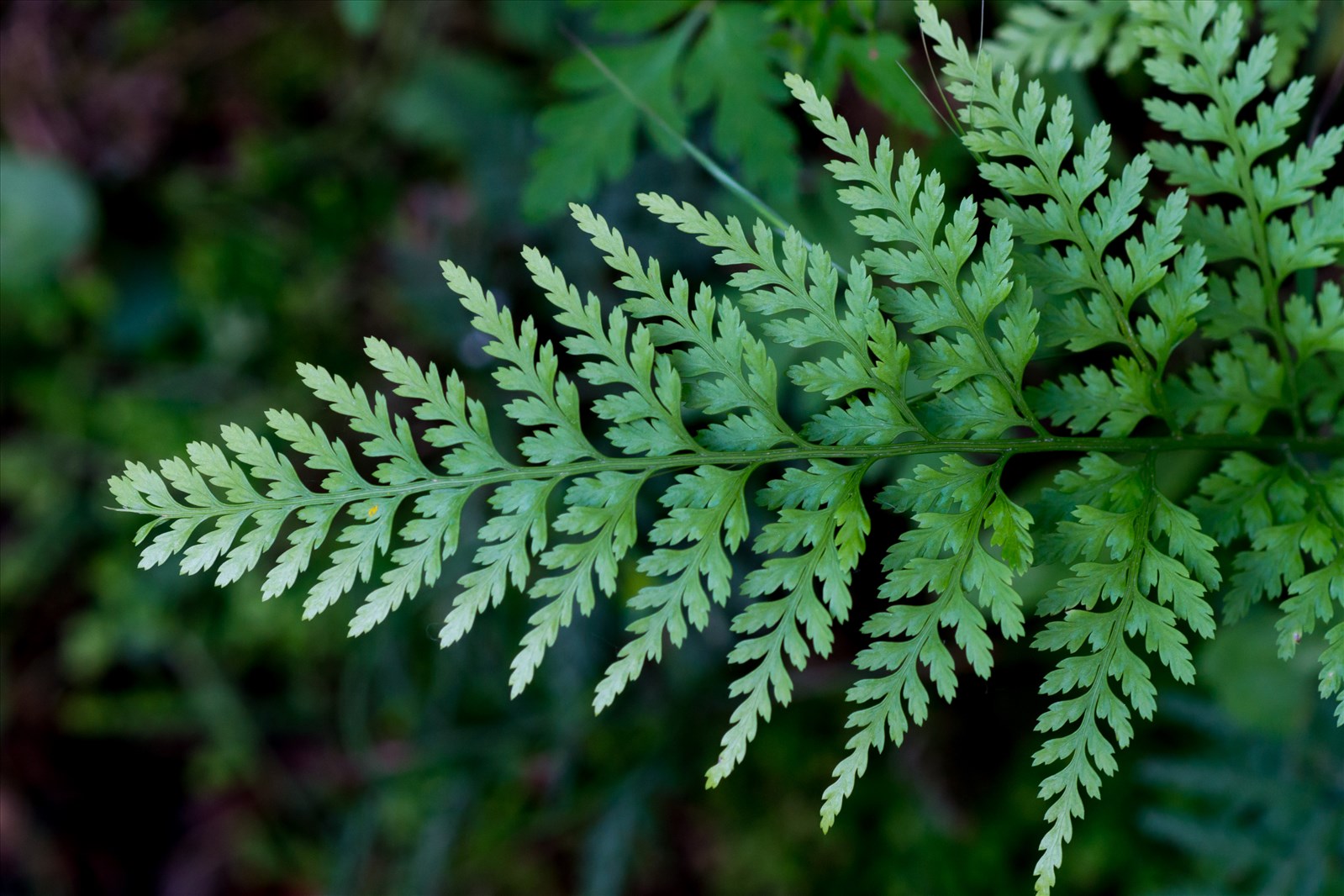 Asplenium onopteris L.