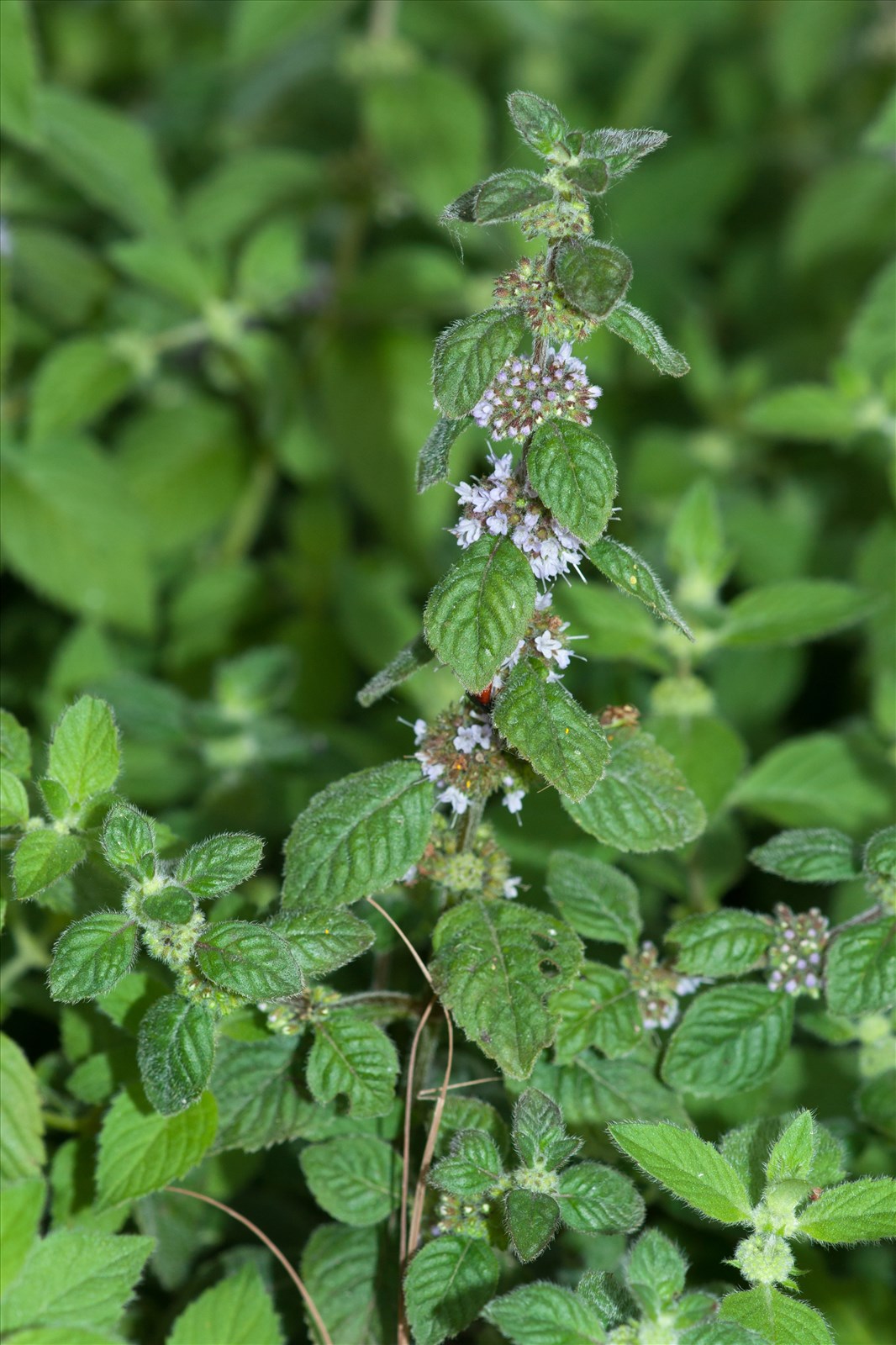 Mentha arvensis L.