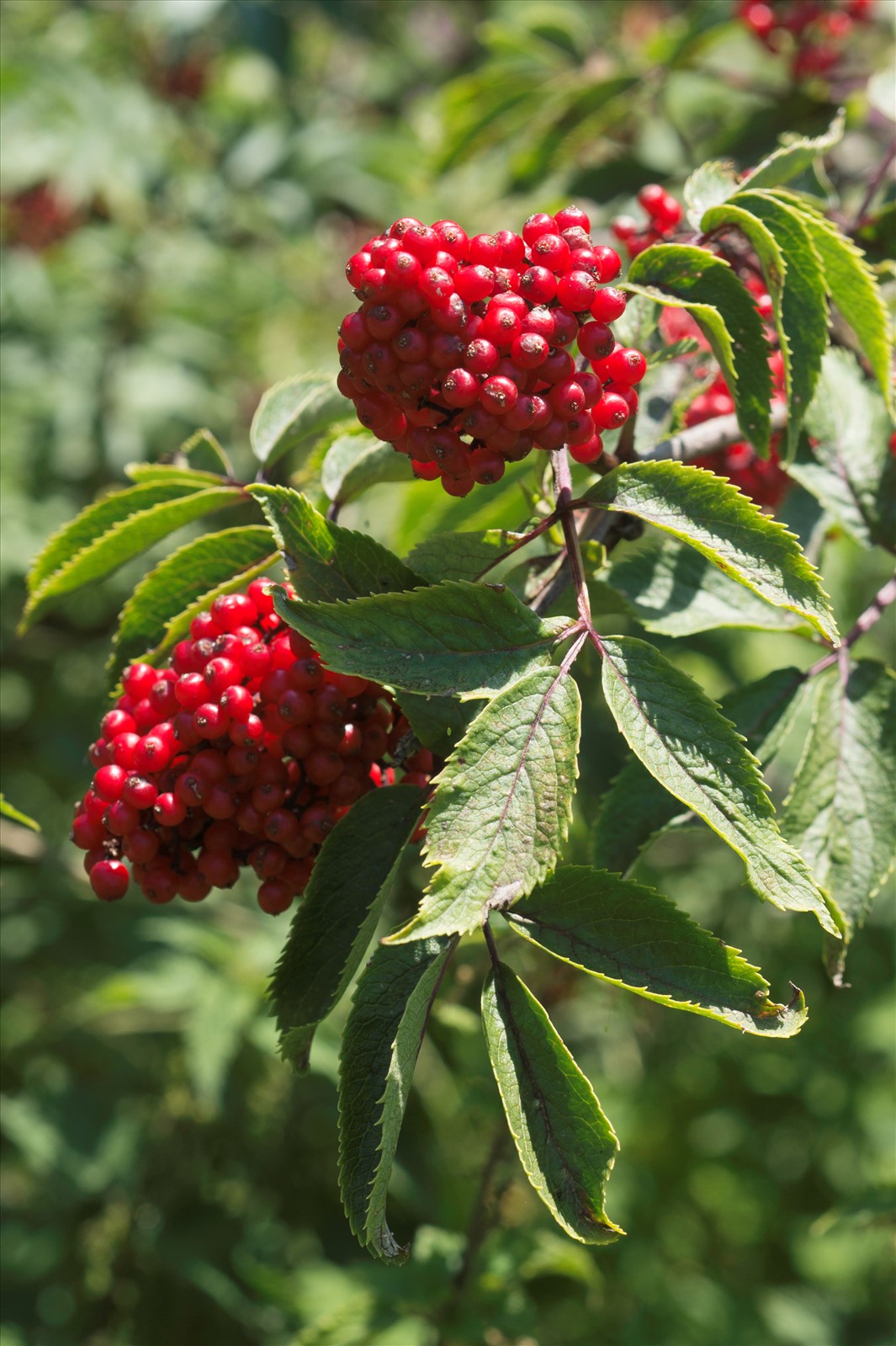 Sambucus racemosa L. subsp. racemosa