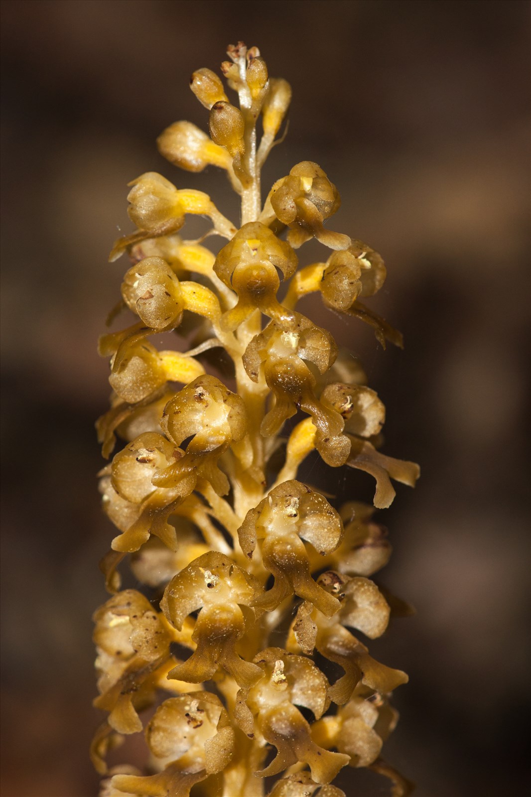 Neottia nidus-avis (L.) Rich.