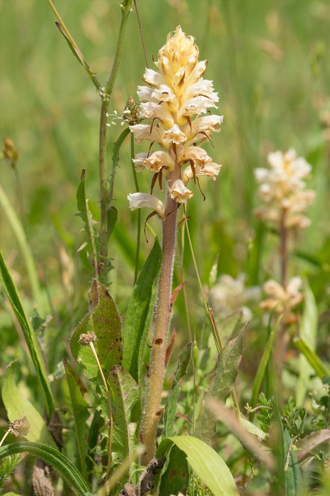 Orobanche picridis F.W.Schultz