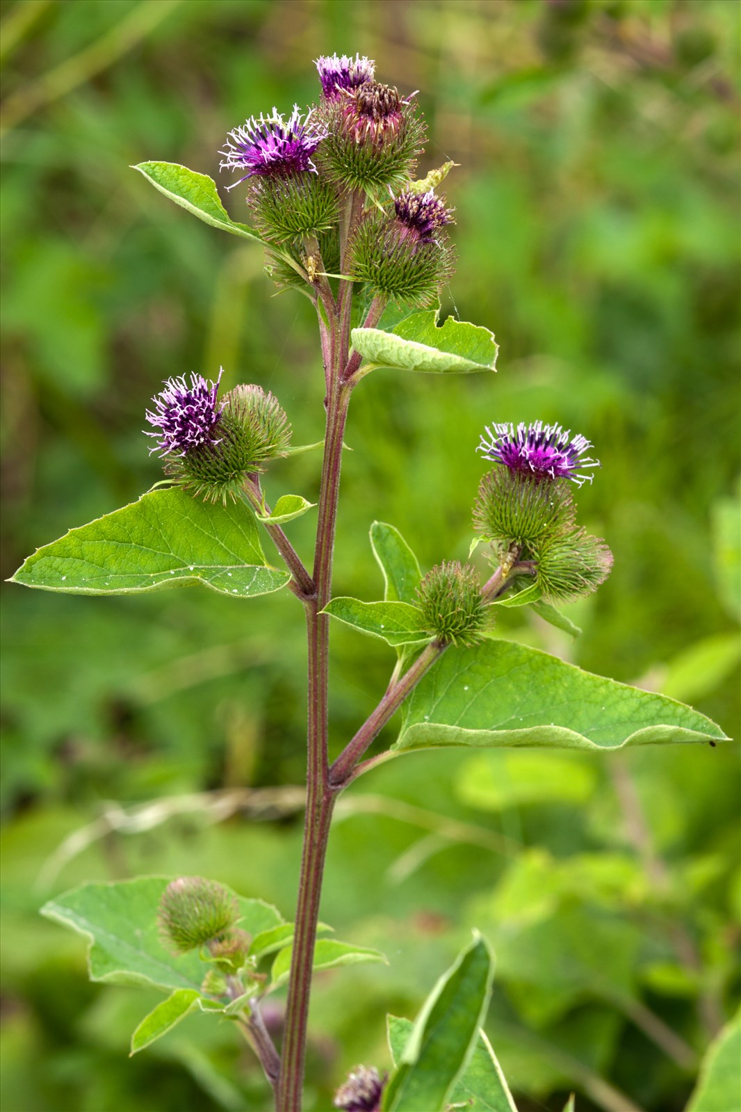 Arctium lappa L.