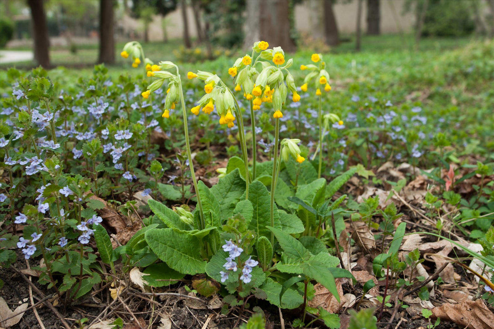 Primula veris L.