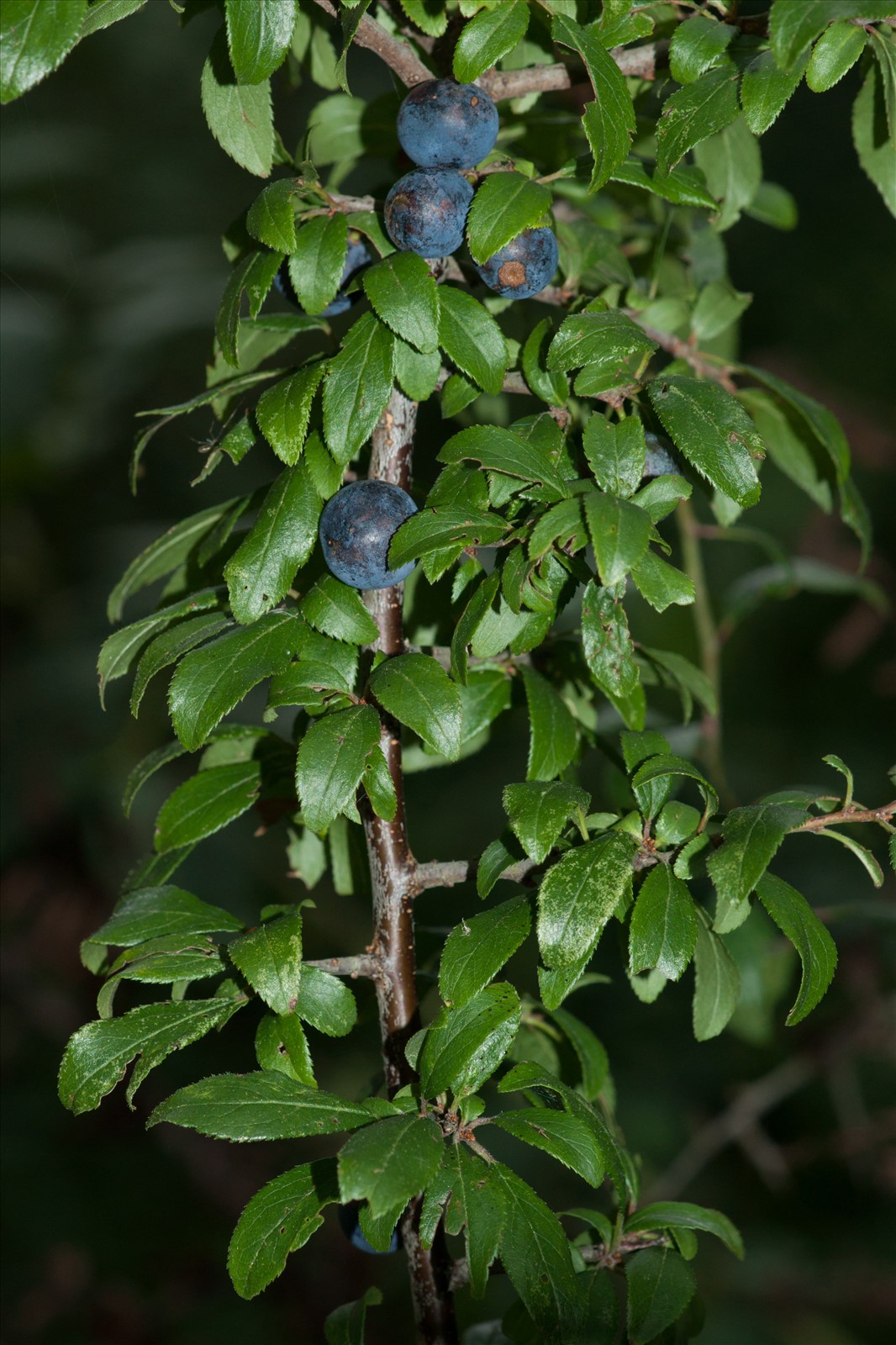 Prunus spinosa L.